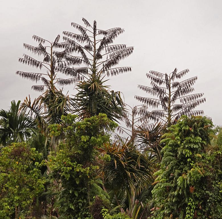 Solomon’s Sago – another Sago palm species - Bushguide 101