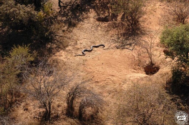 About snake home ranges and territories - Bushguide 101