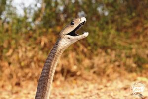 Mambas of Africa - Bushguide 101