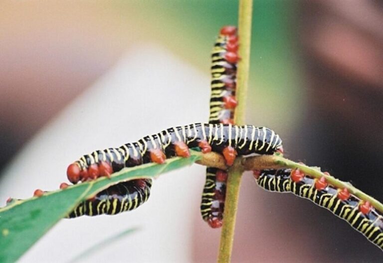 Some important edible caterpillar species in Kongo Central, Part 1 ...