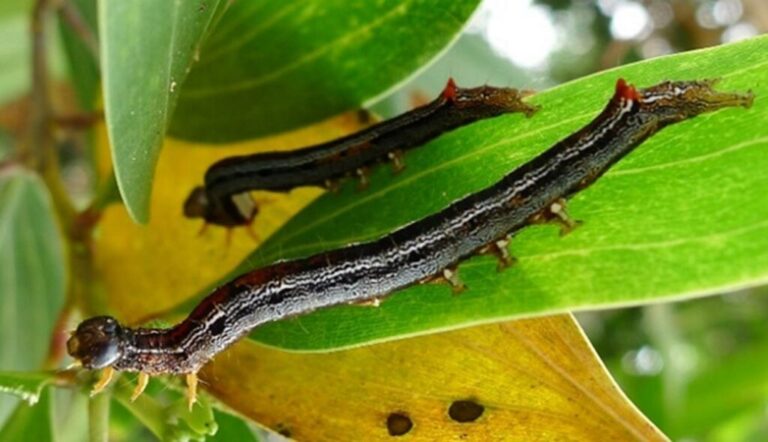 Some important edible caterpillar species in Kongo Central, Part 1 ...