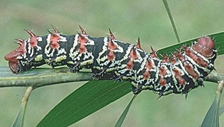 Some important edible caterpillar species in Kongo Central, Part 1 ...