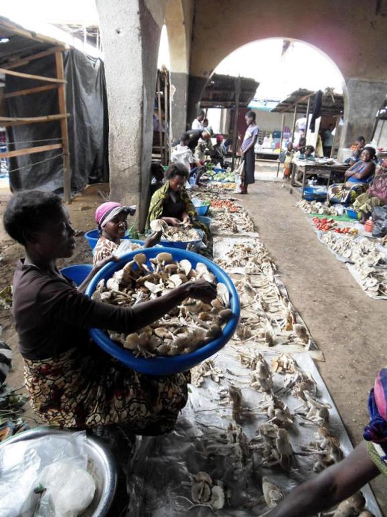 Some varieties of edible wild mushrooms in DR Congo - Bushguide 101