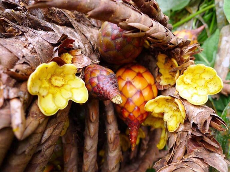 Raphia sese – a very special Raphia palm - Bushguide 101