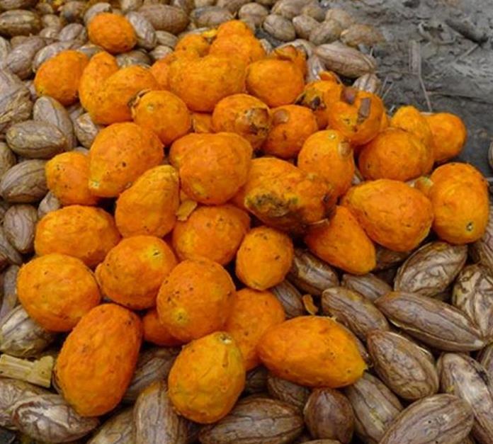 Raphia sese – a very special Raphia palm - Bushguide 101