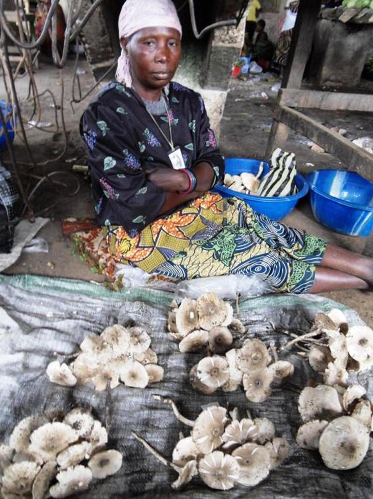 Some varieties of edible wild mushrooms in DR Congo - Bushguide 101