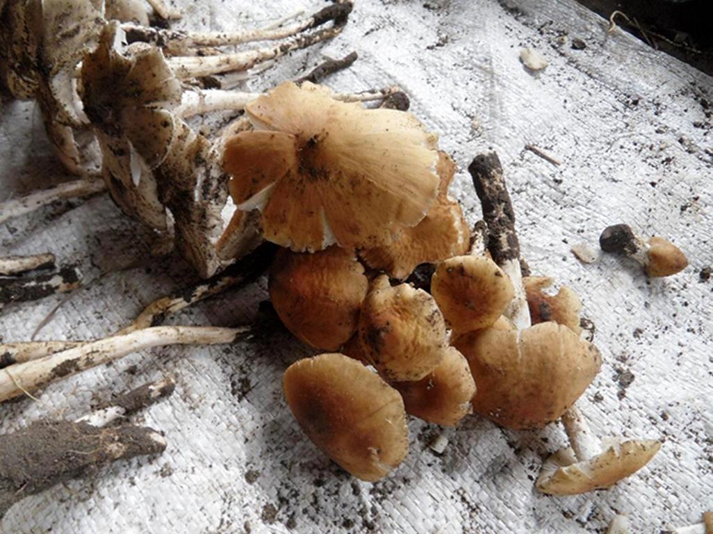 Some varieties of edible wild mushrooms in DR Congo - Bushguide 101
