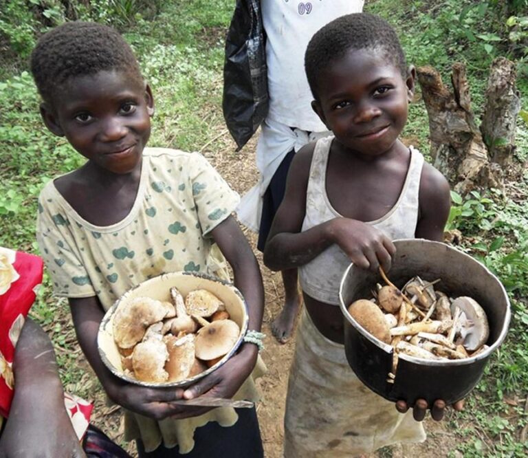 Some varieties of edible wild mushrooms in DR Congo - Bushguide 101