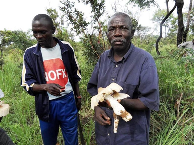 Some varieties of edible wild mushrooms in DR Congo - Bushguide 101