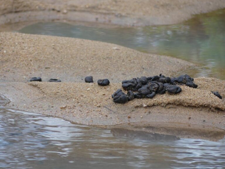 Elephant diggings in dry riverbeds - Bushguide 101