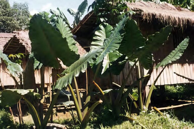 Giant Taro - a plant with a giant root - Bushguide 101