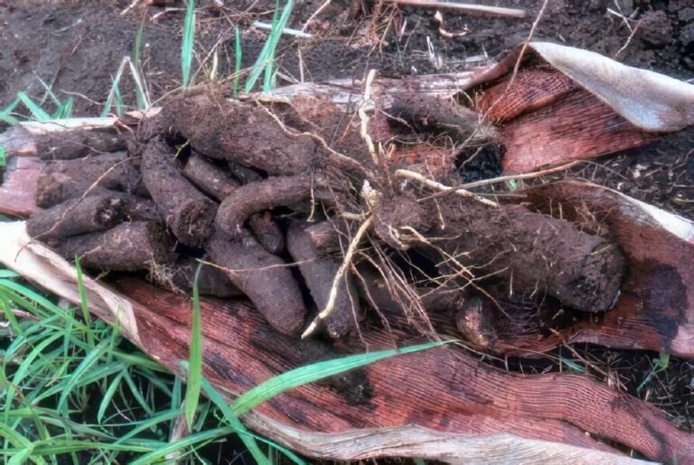 Yam varieties in Papua New Guinea - Bushguide 101