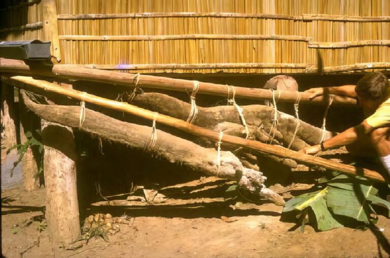 Yam varieties in Papua New Guinea - Bushguide 101