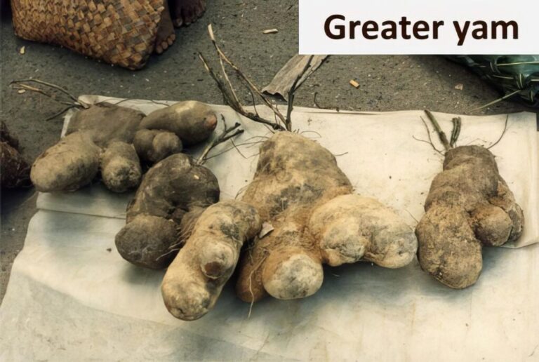Yam varieties in Papua New Guinea - Bushguide 101