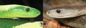 The Green Mamba - Bushguide 101