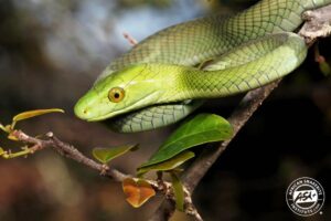 The Green Mamba - Bushguide 101