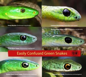 The Green Mamba - Bushguide 101