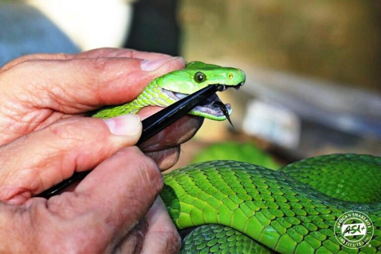 Mambas of Africa - Bushguide 101