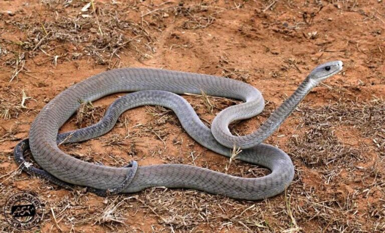 Snake Season in Southern Africa - Bushguide 101