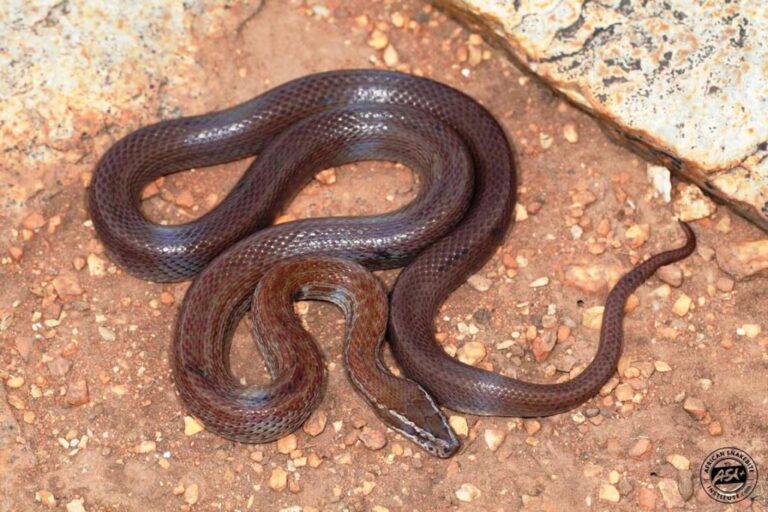 Snake Season in Southern Africa - Bushguide 101