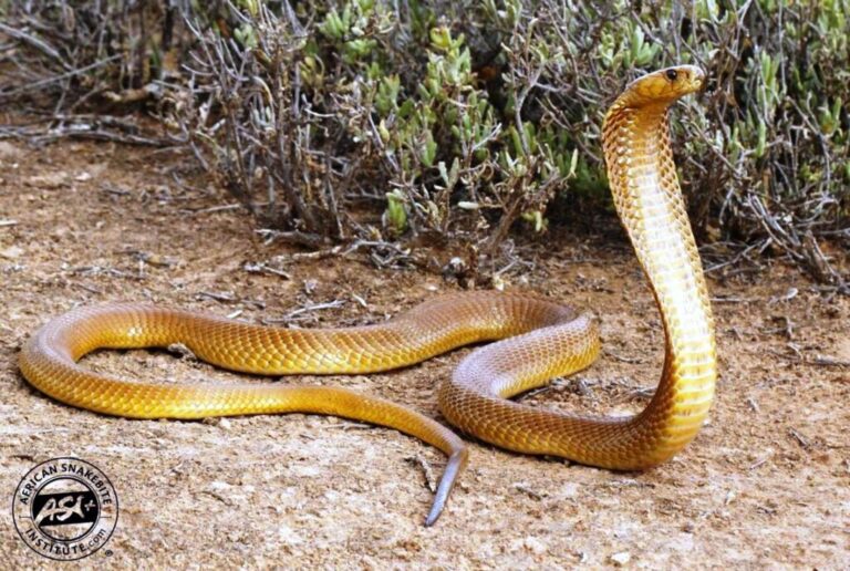 Snake Season in Southern Africa - Bushguide 101