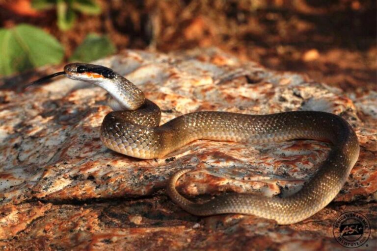 Snake Season in Southern Africa - Bushguide 101
