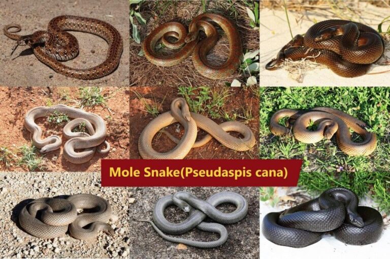 Snake Season in Southern Africa - Bushguide 101