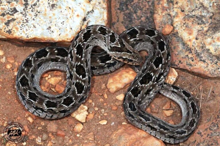 Snake Season in Southern Africa - Bushguide 101
