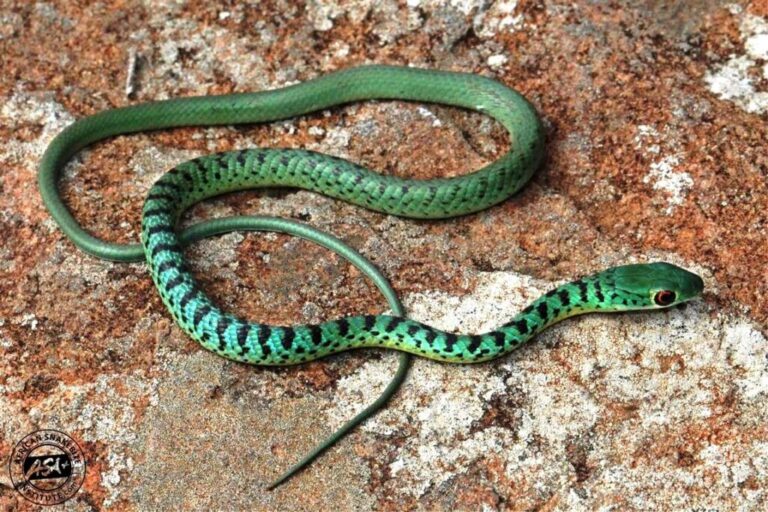 Snake Season in Southern Africa - Bushguide 101