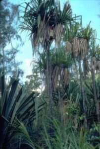 Karuka – cultivated pandanus fruits and nuts - Bushguide 101