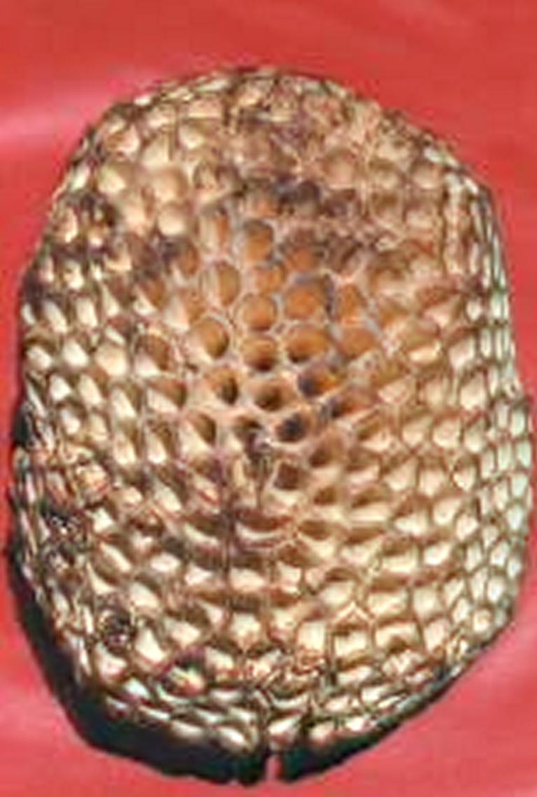 Karuka – cultivated pandanus fruits and nuts - Bushguide 101