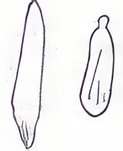 Karuka – cultivated pandanus fruits and nuts - Bushguide 101