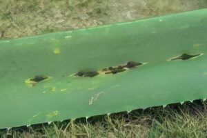 Karuka – cultivated pandanus fruits and nuts - Bushguide 101