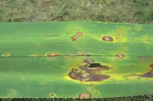 Karuka – cultivated pandanus fruits and nuts - Bushguide 101