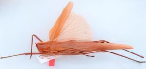 Karuka – cultivated pandanus fruits and nuts - Bushguide 101