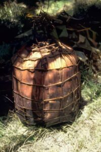 Karuka – cultivated pandanus fruits and nuts - Bushguide 101