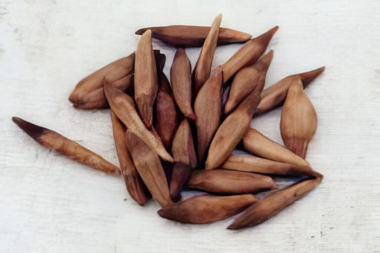 Karuka – cultivated pandanus fruits and nuts - Bushguide 101