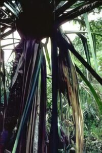 Karuka – cultivated pandanus fruits and nuts - Bushguide 101