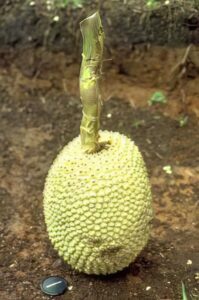 Wild Karuka and another pandanus fruit species - Bushguide 101