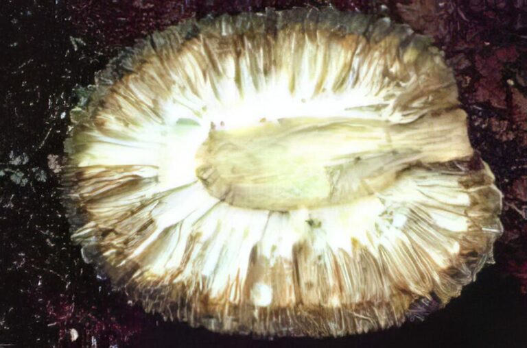 Karuka – cultivated pandanus fruits and nuts - Bushguide 101