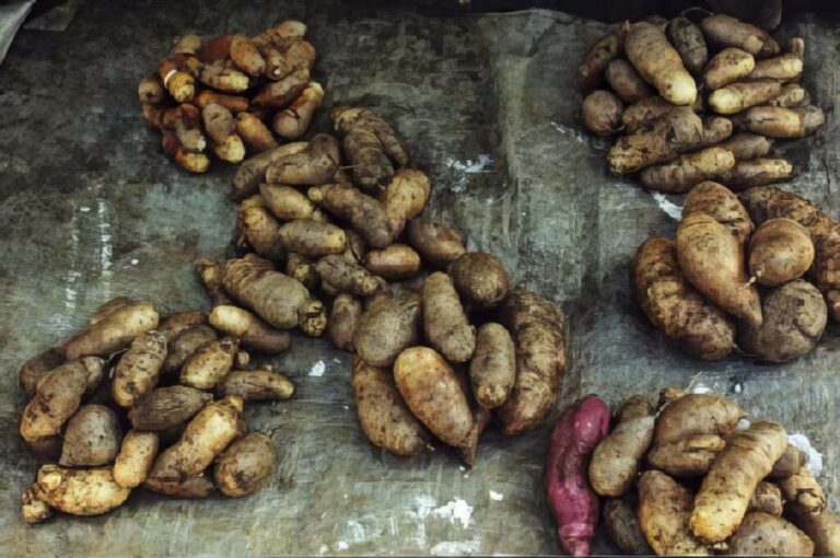 Yam varieties in Papua New Guinea - Bushguide 101
