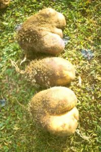 Yam varieties in Papua New Guinea - Bushguide 101