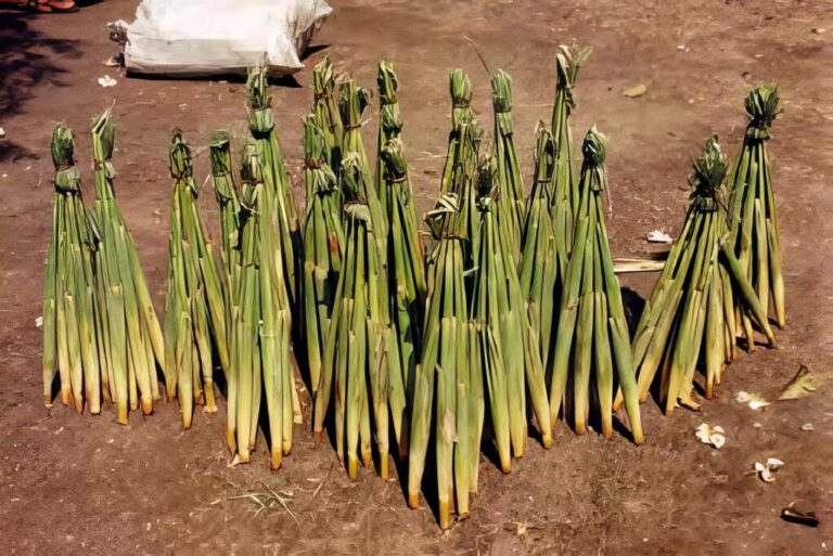 Pitpit – Edible grasses in Papua New Guinea - Bushguide 101