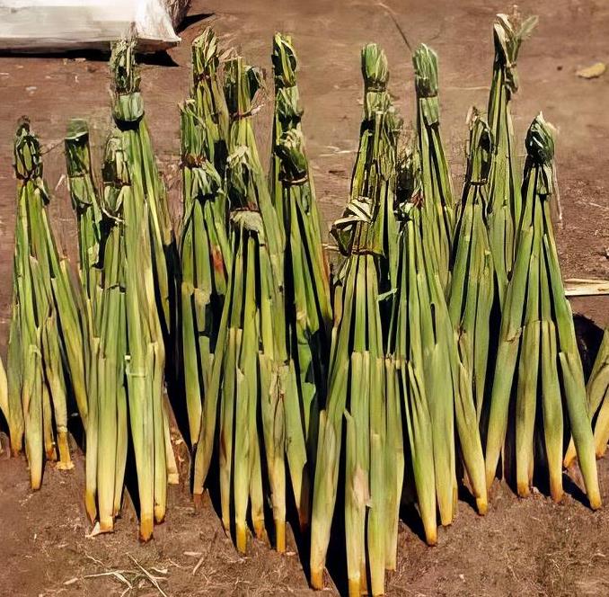 Pitpit – Edible grasses in Papua New Guinea - Bushguide 101