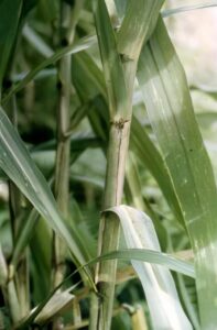 Pitpit – Edible grasses in Papua New Guinea - Bushguide 101