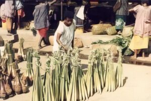 Pitpit – Edible grasses in Papua New Guinea - Bushguide 101