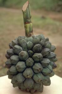 Wild Karuka and another pandanus fruit species - Bushguide 101