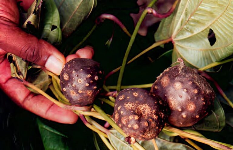 Yam varieties in Papua New Guinea - Bushguide 101