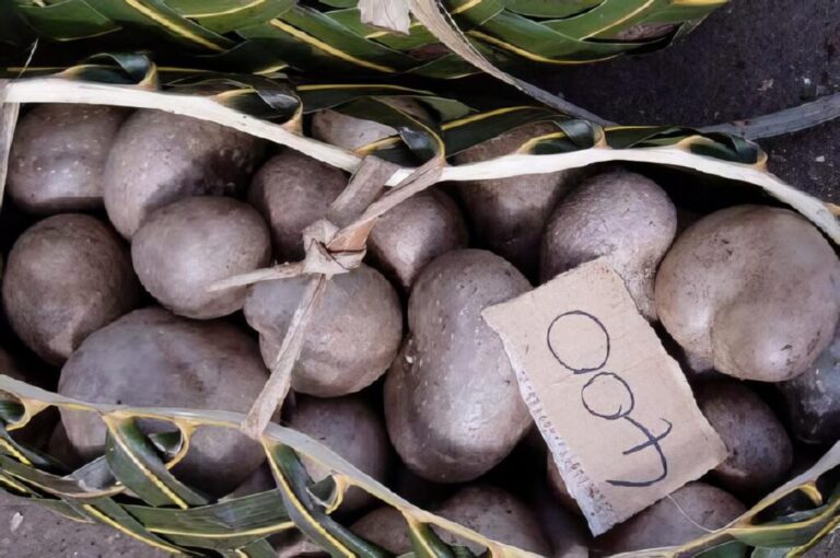 Yam varieties in Papua New Guinea - Bushguide 101