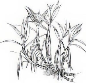 Pitpit – Edible grasses in Papua New Guinea - Bushguide 101